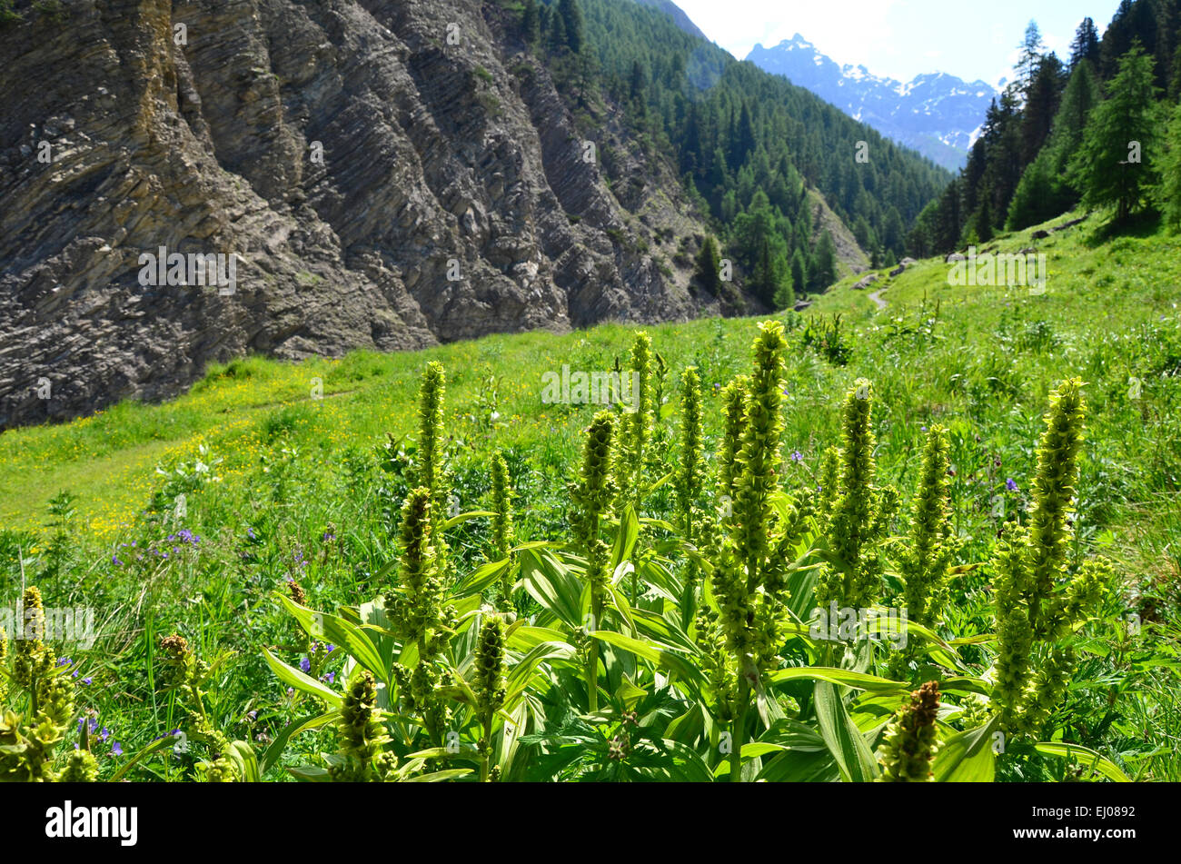 S Chanf Stockfotos und -bilder Kaufen - Alamy