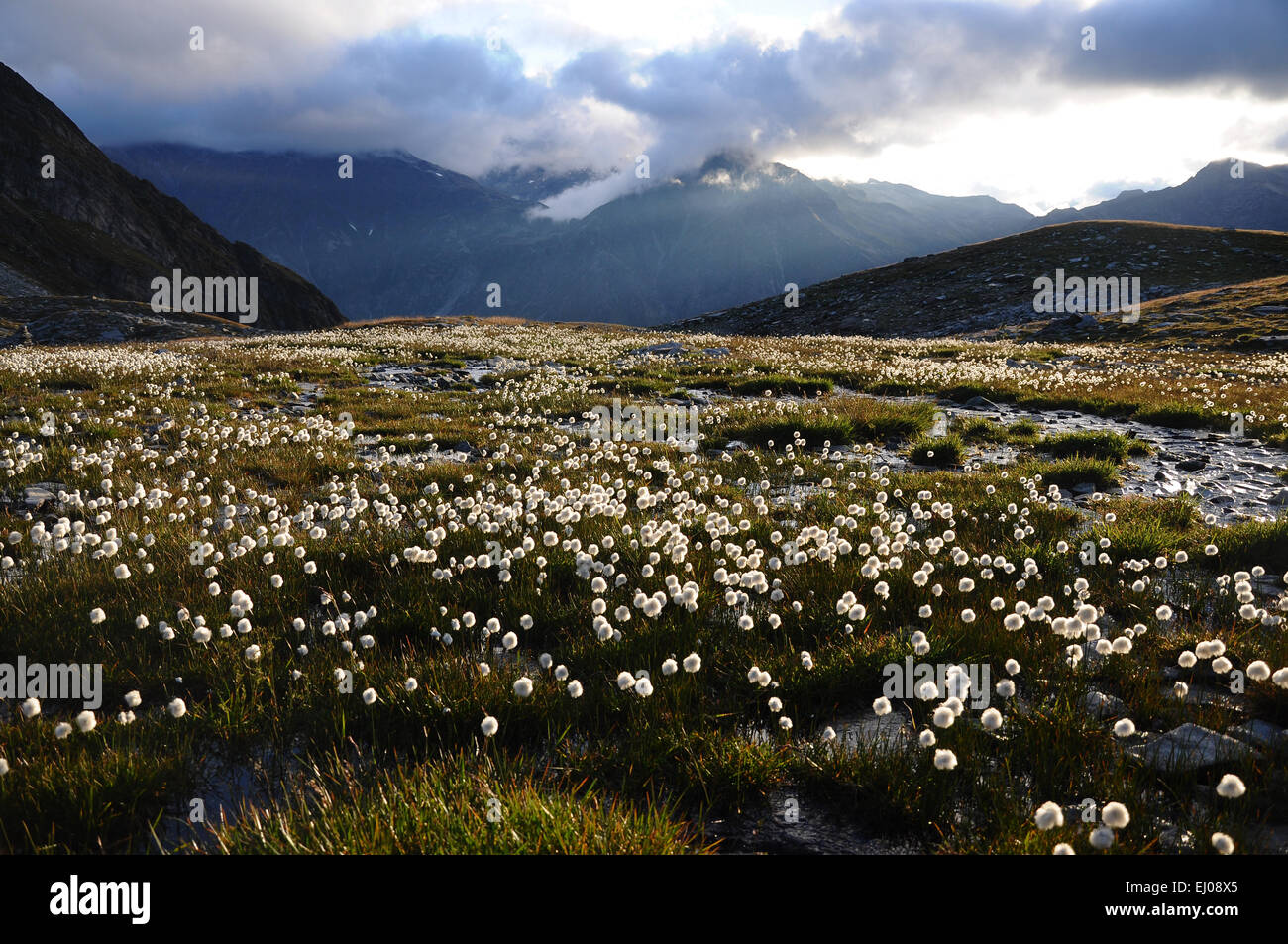 Schweiz, Europa, Graubünden, Graubünden, Mesocco, Sentiero Calanca ...