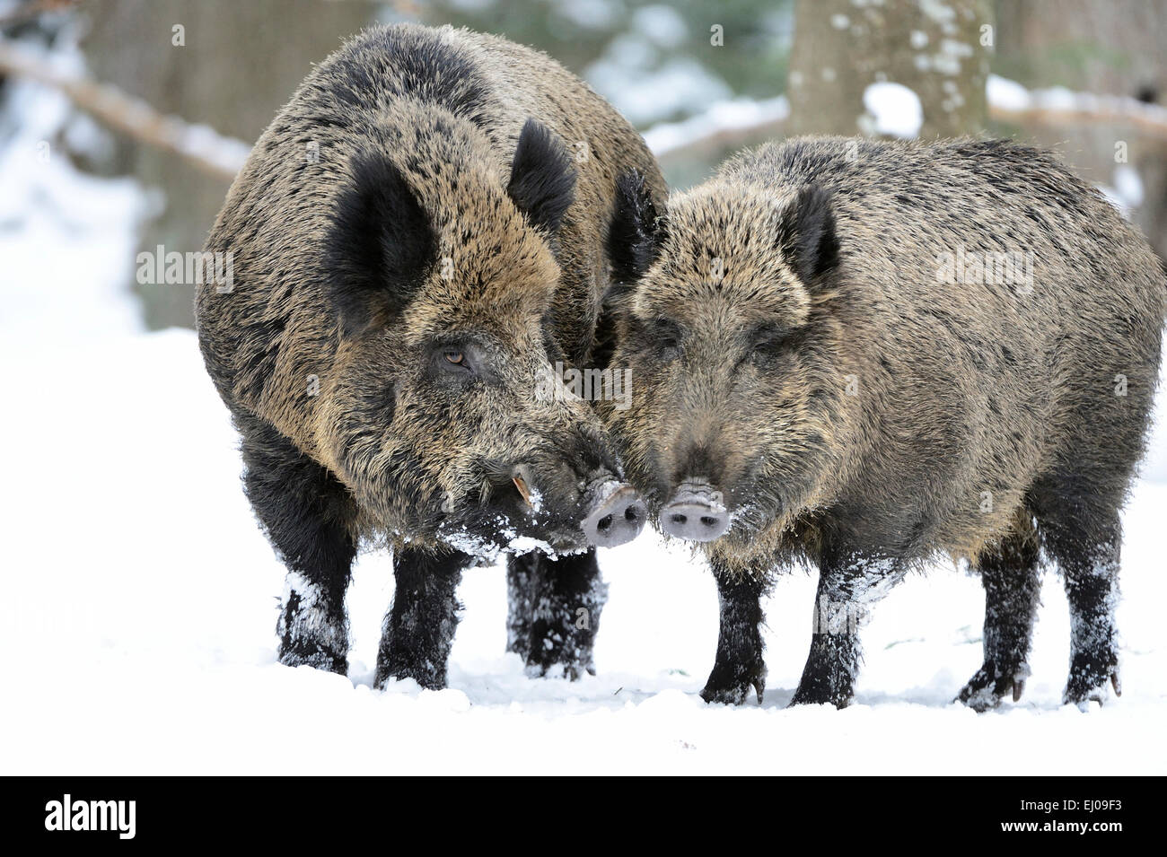 Schweine europa -Fotos und -Bildmaterial in hoher Auflösung – Alamy