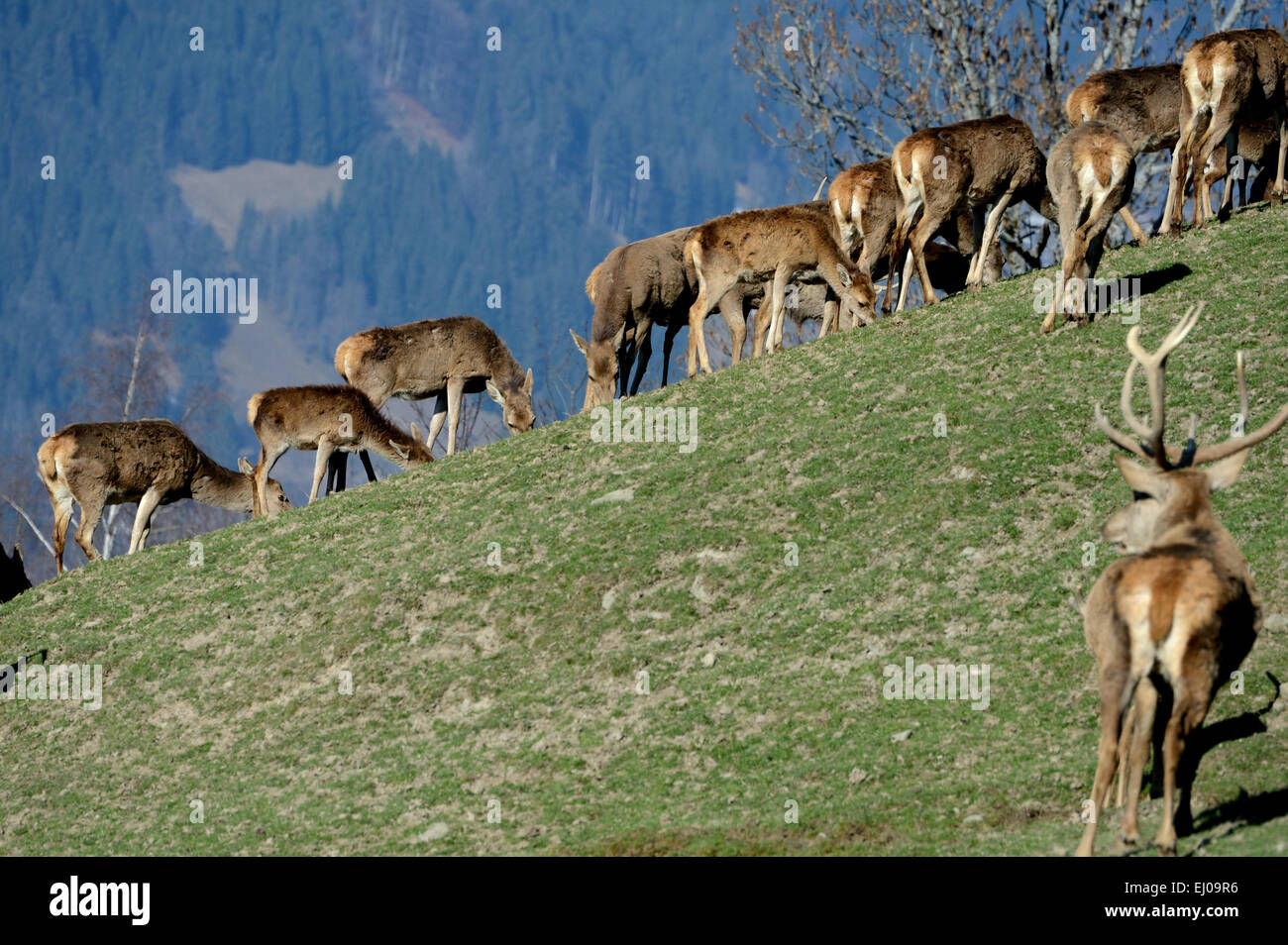 Rehe von europa -Fotos und -Bildmaterial in hoher Auflösung – Alamy