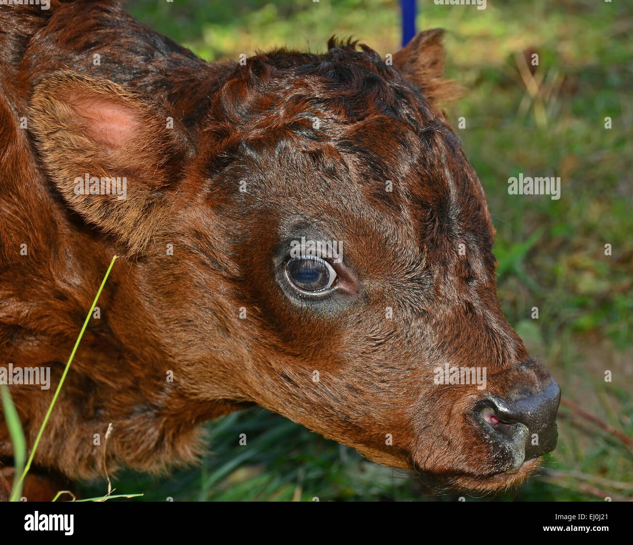 Die geburt einer rasse -Fotos und -Bildmaterial in hoher Auflösung – Alamy