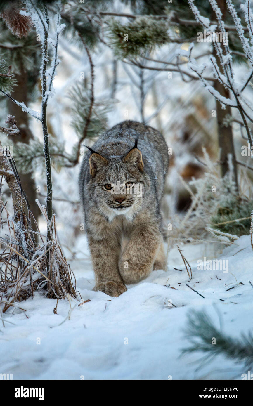 Kanada-Luchs, Lynx Canadensis, Yukon, Kanada, Luchs, Tier, Winter ...