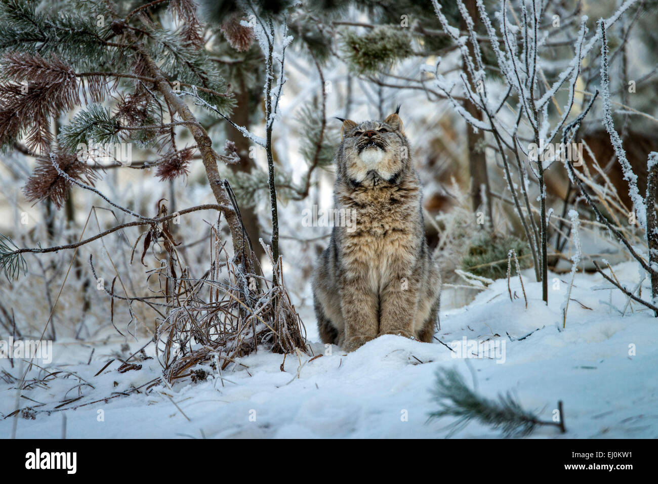 Kanada-Luchs, Lynx Canadensis, Yukon, Kanada, Luchs, Tier, Winter ...