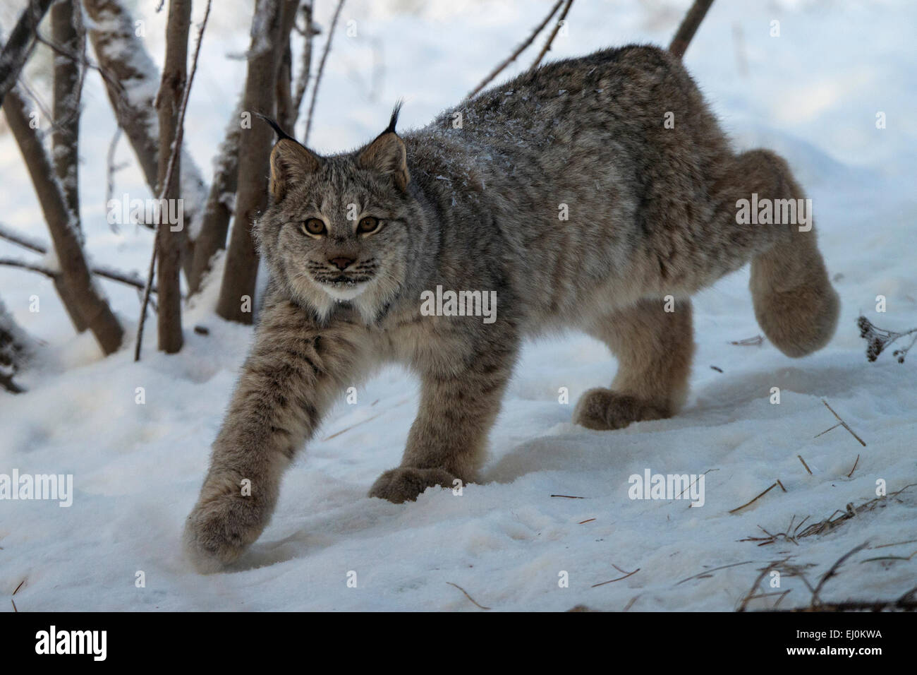 Luchs canadensis canadensis -Fotos und -Bildmaterial in hoher Auflösung ...