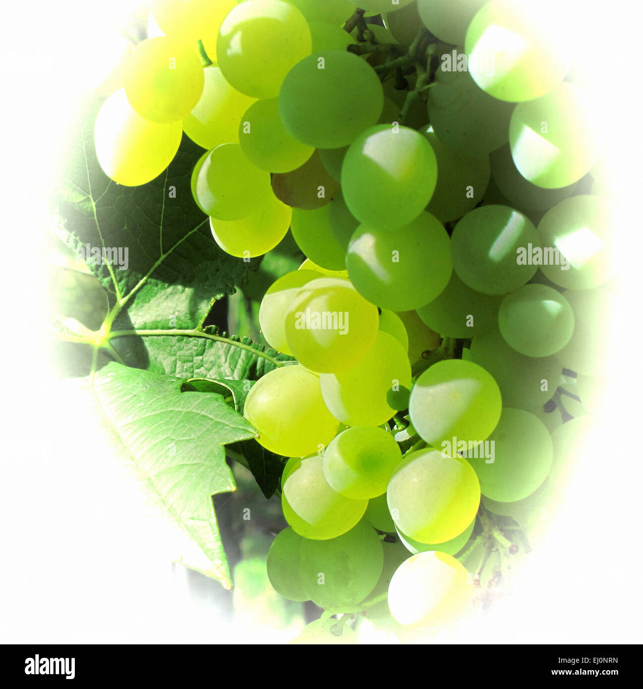 Trauben symbol -Fotos und -Bildmaterial in hoher Auflösung – Alamy