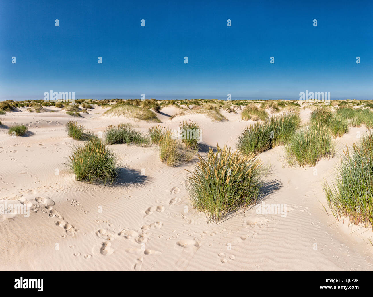 Niederlande, Holland, Europa, Den Hoorn, Texel, Nordholland, Landschaft ...