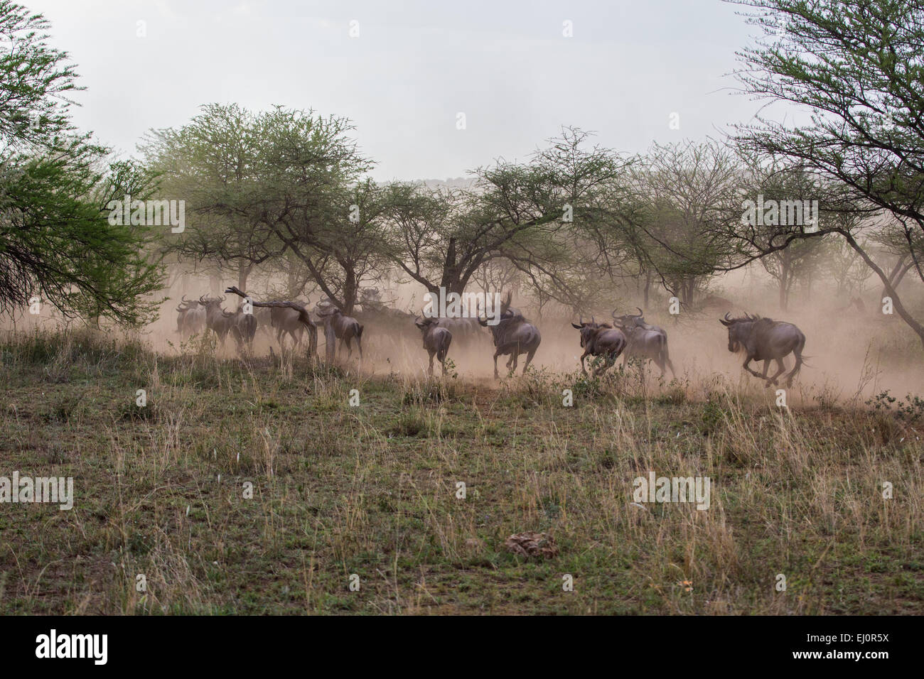 Gnu savanne -Fotos und -Bildmaterial in hoher Auflösung – Alamy