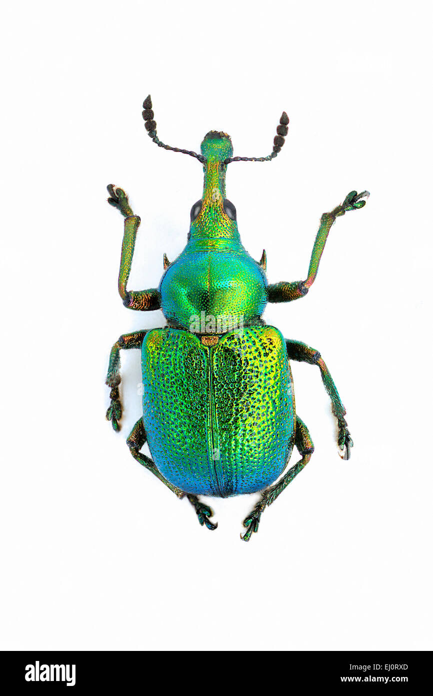 Byctiscus betulae -Fotos und -Bildmaterial in hoher Auflösung – Alamy