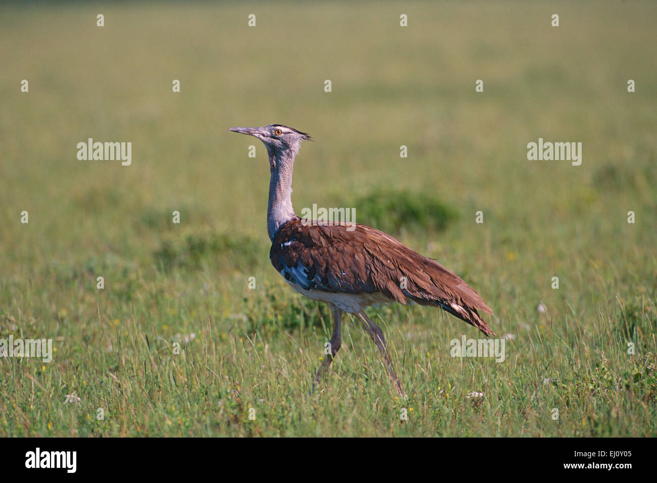 Kori Bustard, Ardeotis Kori, Otididae, Trappe, Vogel, Tier, Krüger ...