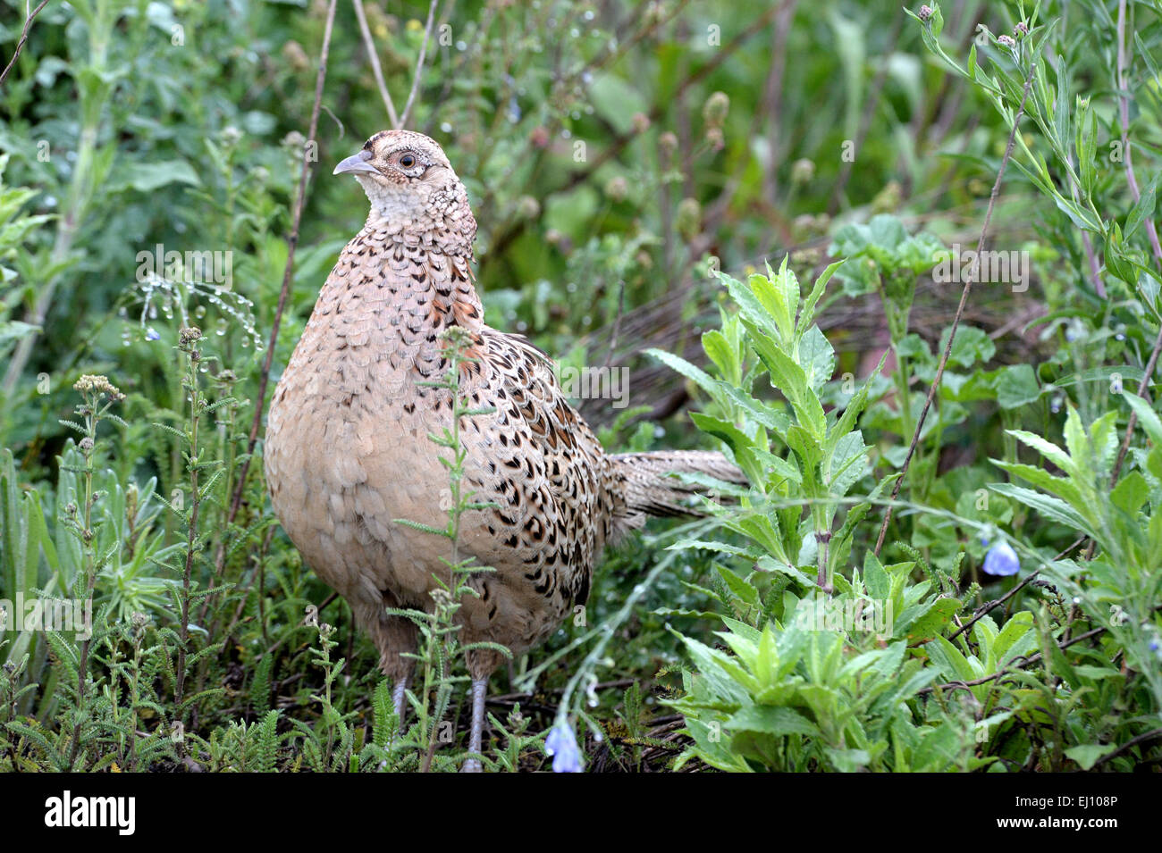 Fasan, Jagd Fasane, Deutschland, Phasianus Colchicus Mongolicus ...