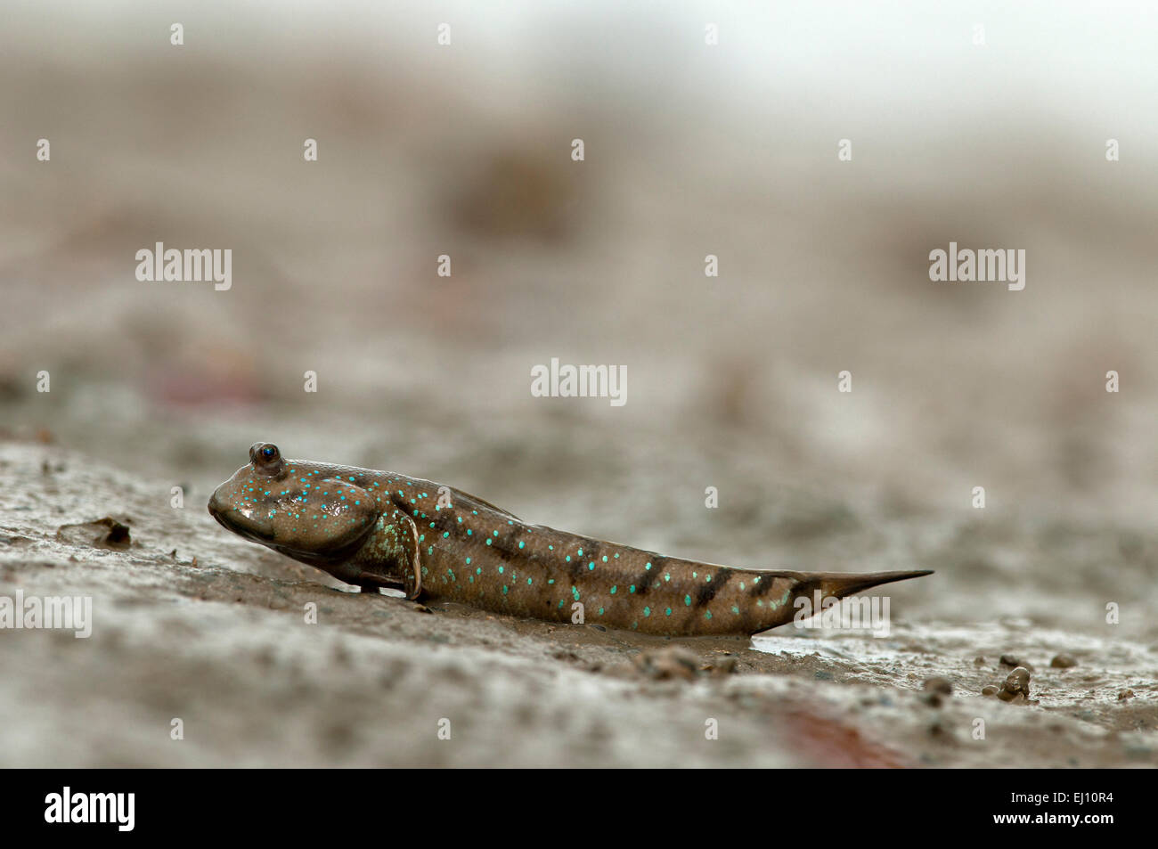 Grundel schlammspringer -Fotos und -Bildmaterial in hoher Auflösung – Alamy