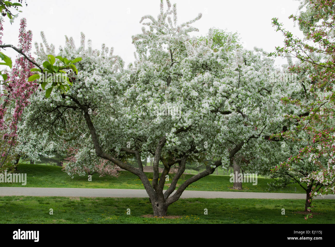 Malus arnoldiana -Fotos und -Bildmaterial in hoher Auflösung – Alamy