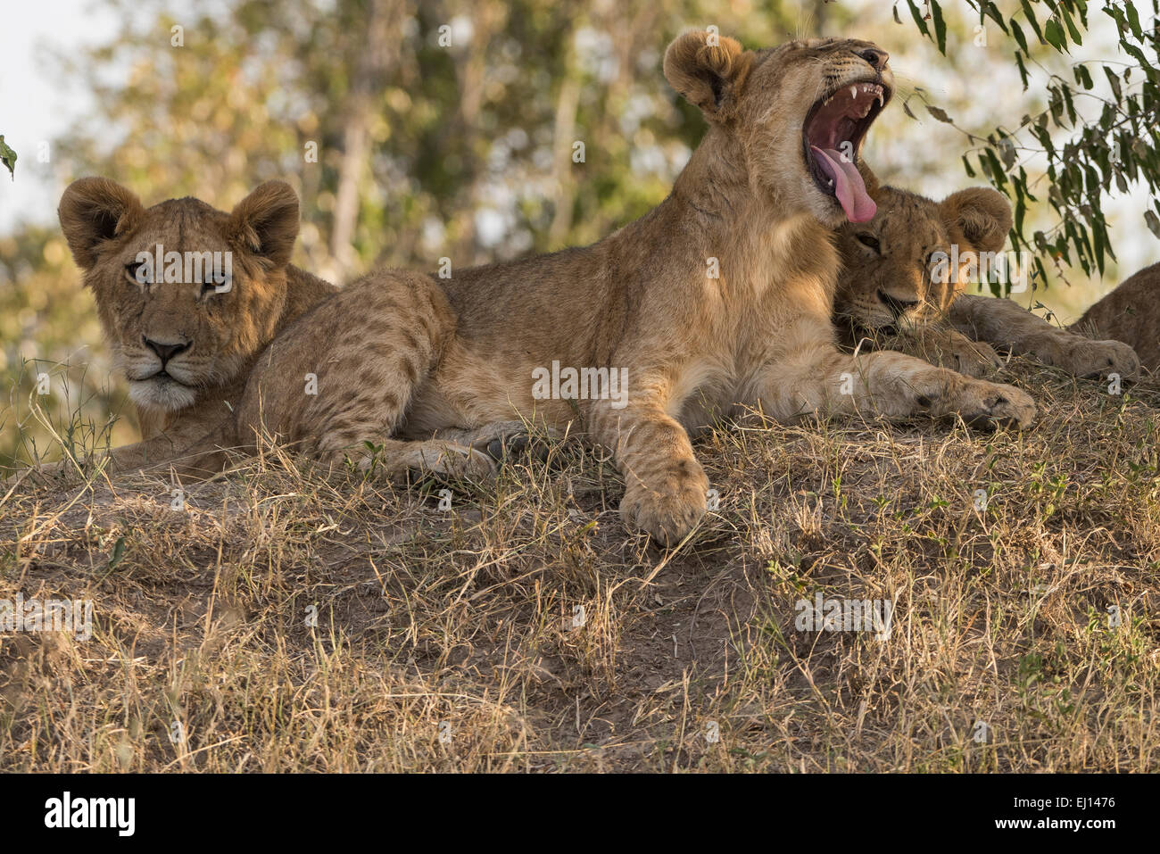 Panthera Leo, Löwe, Loewecubs Stockfotografie - Alamy