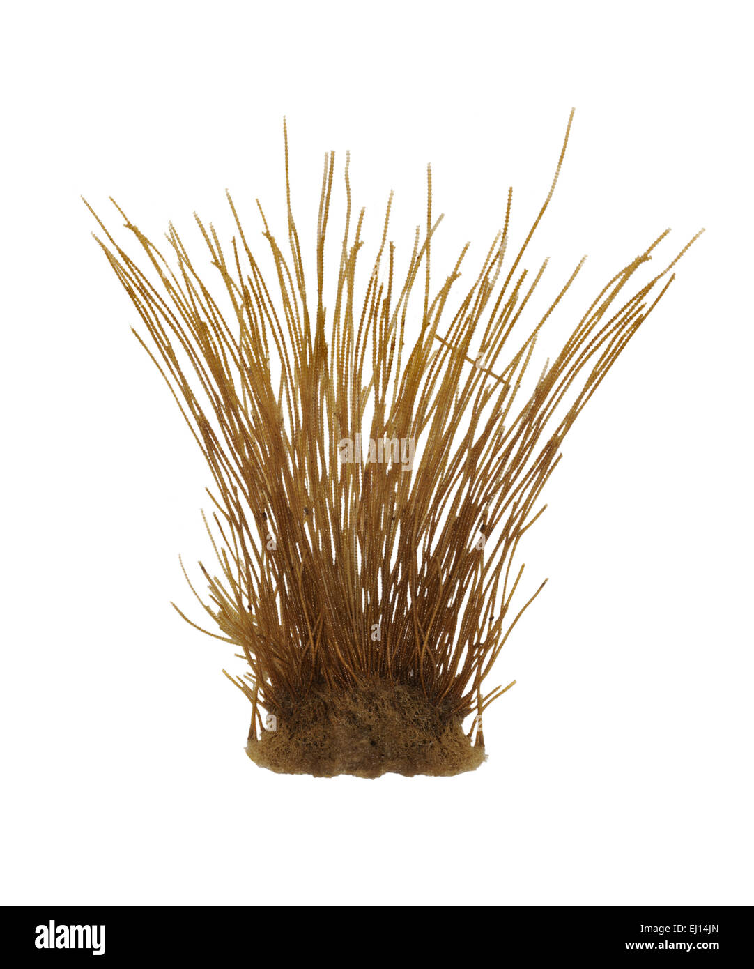 Meeresbart -Fotos und -Bildmaterial in hoher Auflösung – Alamy