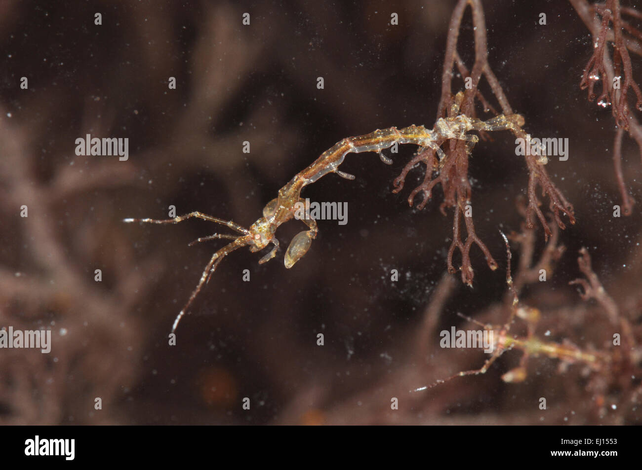 Caprella linearis -Fotos und -Bildmaterial in hoher Auflösung – Alamy