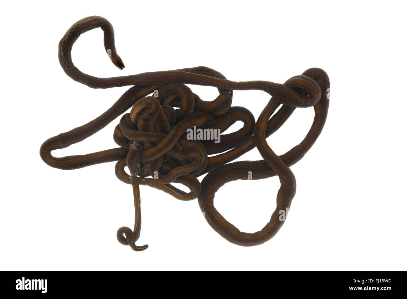 Bootlace Wurm - Lineus longissimus Stockfotografie - Alamy