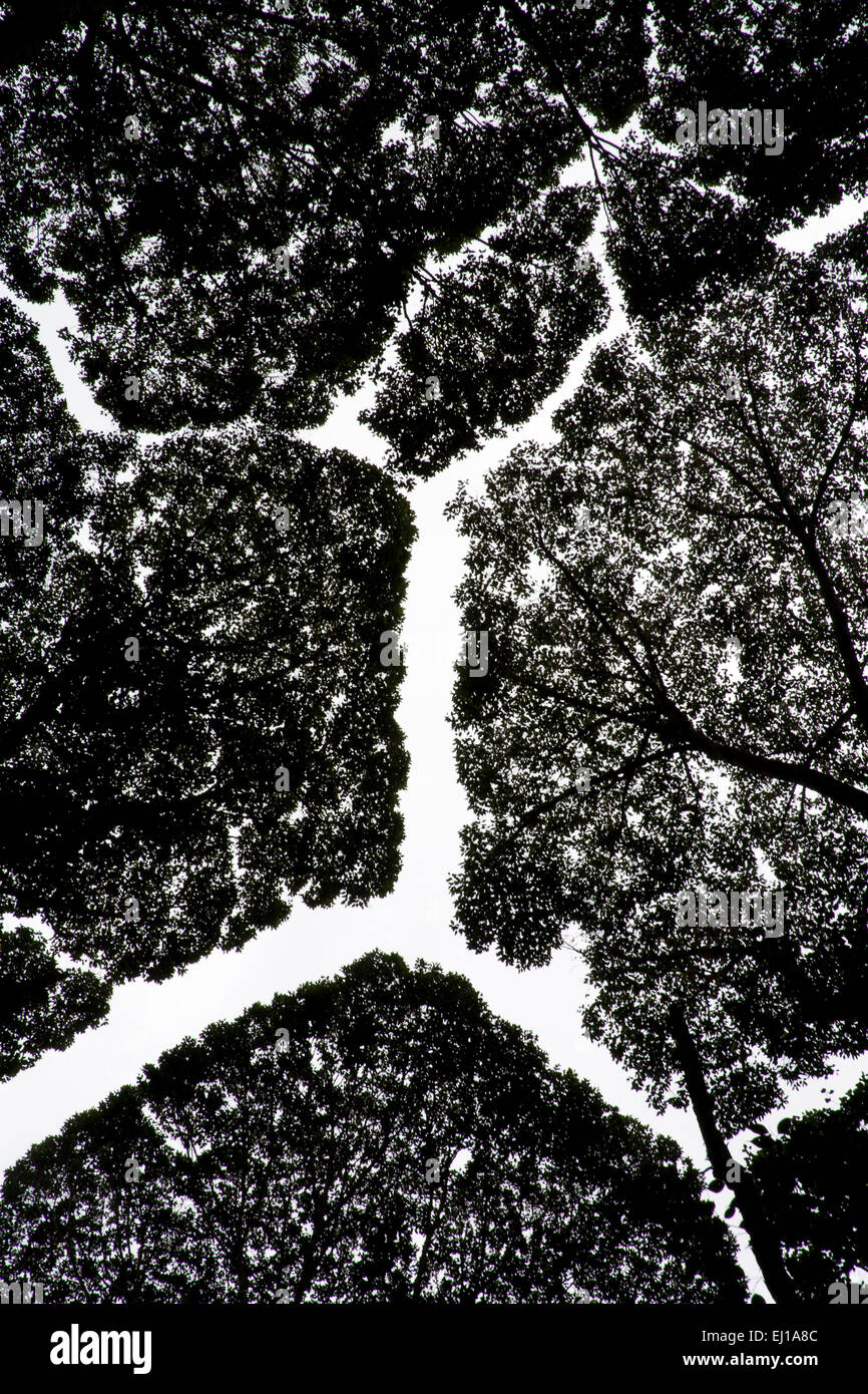 Kampfer-Baum Baldachin - Cinnamomum Camphora-Kampfer-Baum - Forest ...