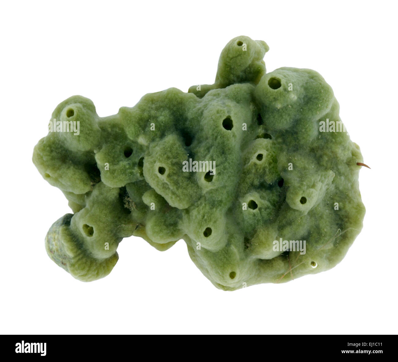 Breadcrumb-Schwamm - Halichondria panicea Stockfotografie - Alamy