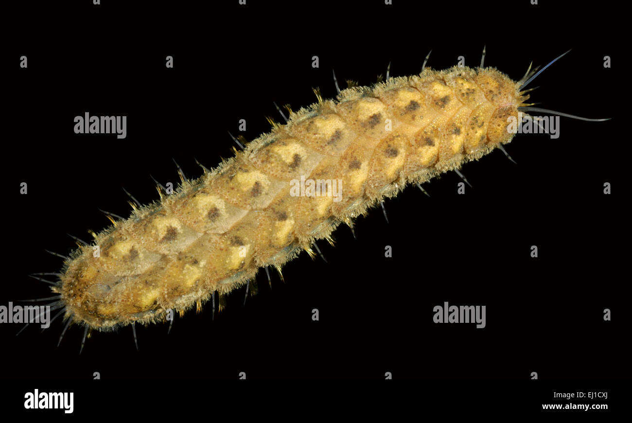 Scale worms -Fotos und -Bildmaterial in hoher Auflösung – Alamy