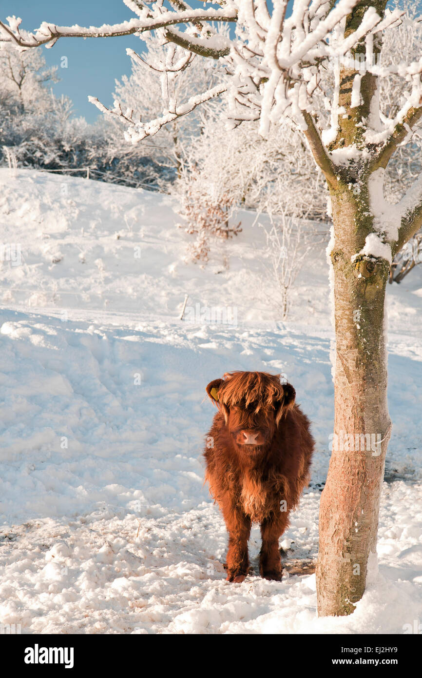 Rinder im schnee -Fotos und -Bildmaterial in hoher Auflösung – Alamy