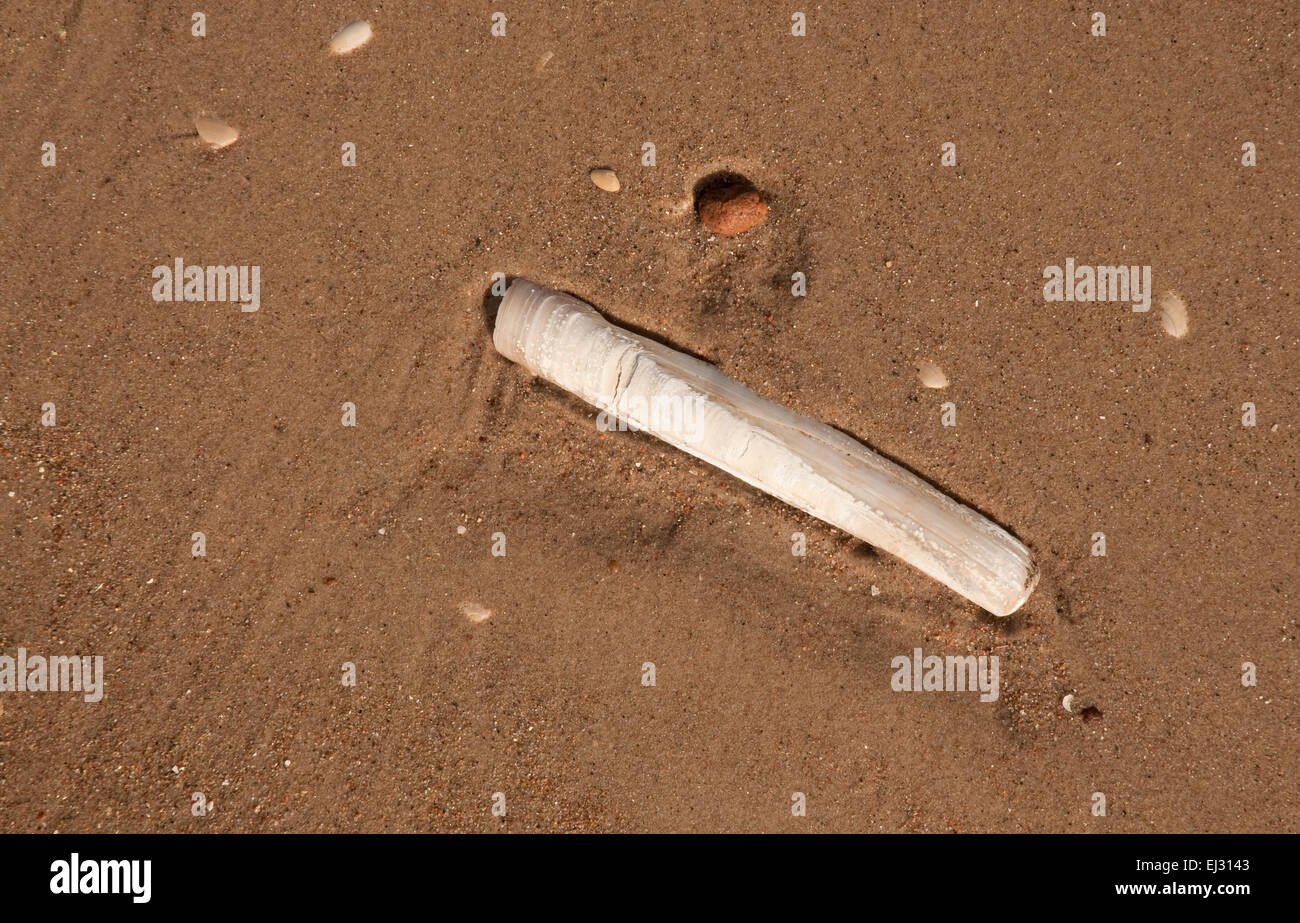 Razor shell ensis -Fotos und -Bildmaterial in hoher Auflösung – Alamy