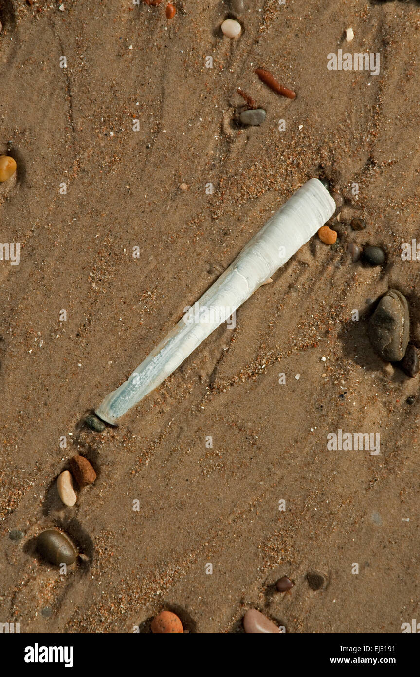 Razor shell ensis -Fotos und -Bildmaterial in hoher Auflösung – Alamy