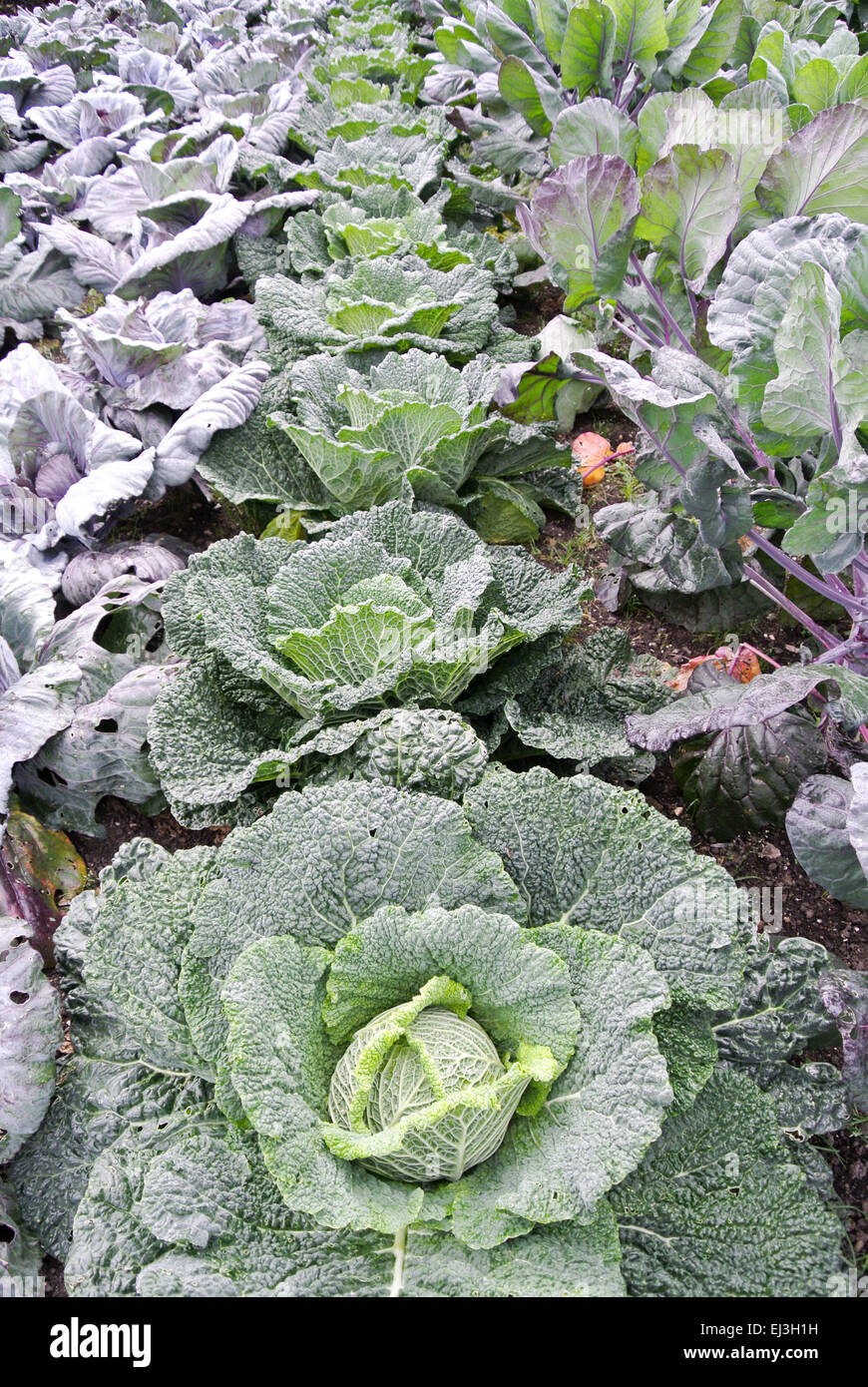 Wirsing wirsing -Fotos und -Bildmaterial in hoher Auflösung – Alamy