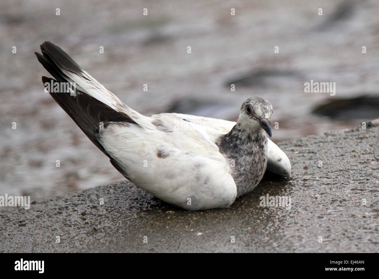 Sitzende vogelsymbole -Fotos und -Bildmaterial in hoher Auflösung – Alamy