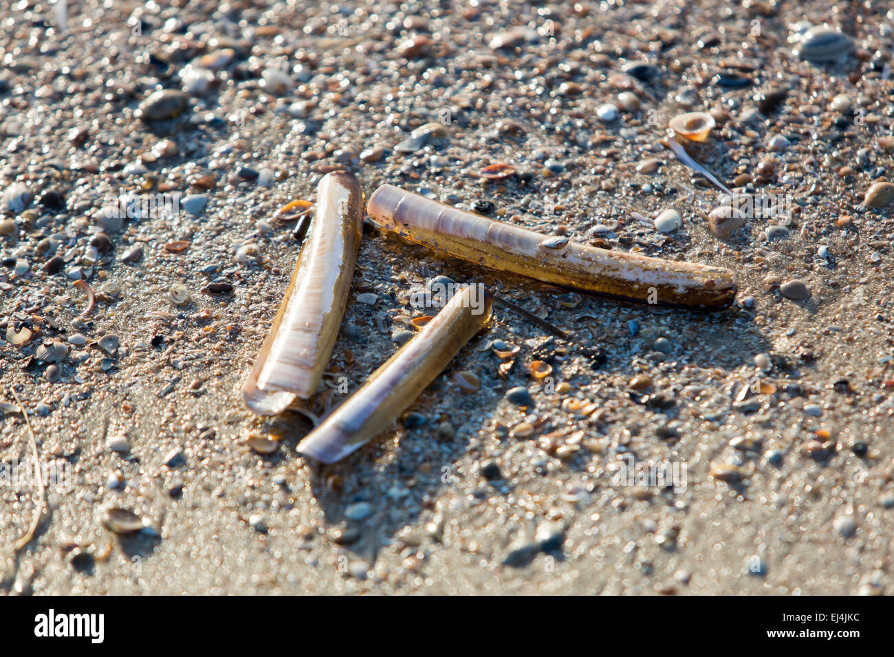 Ensis ensis -Fotos und -Bildmaterial in hoher Auflösung – Alamy