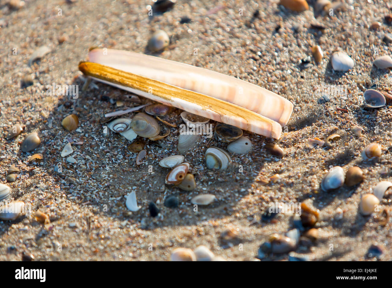 Ensis ensis -Fotos und -Bildmaterial in hoher Auflösung – Alamy