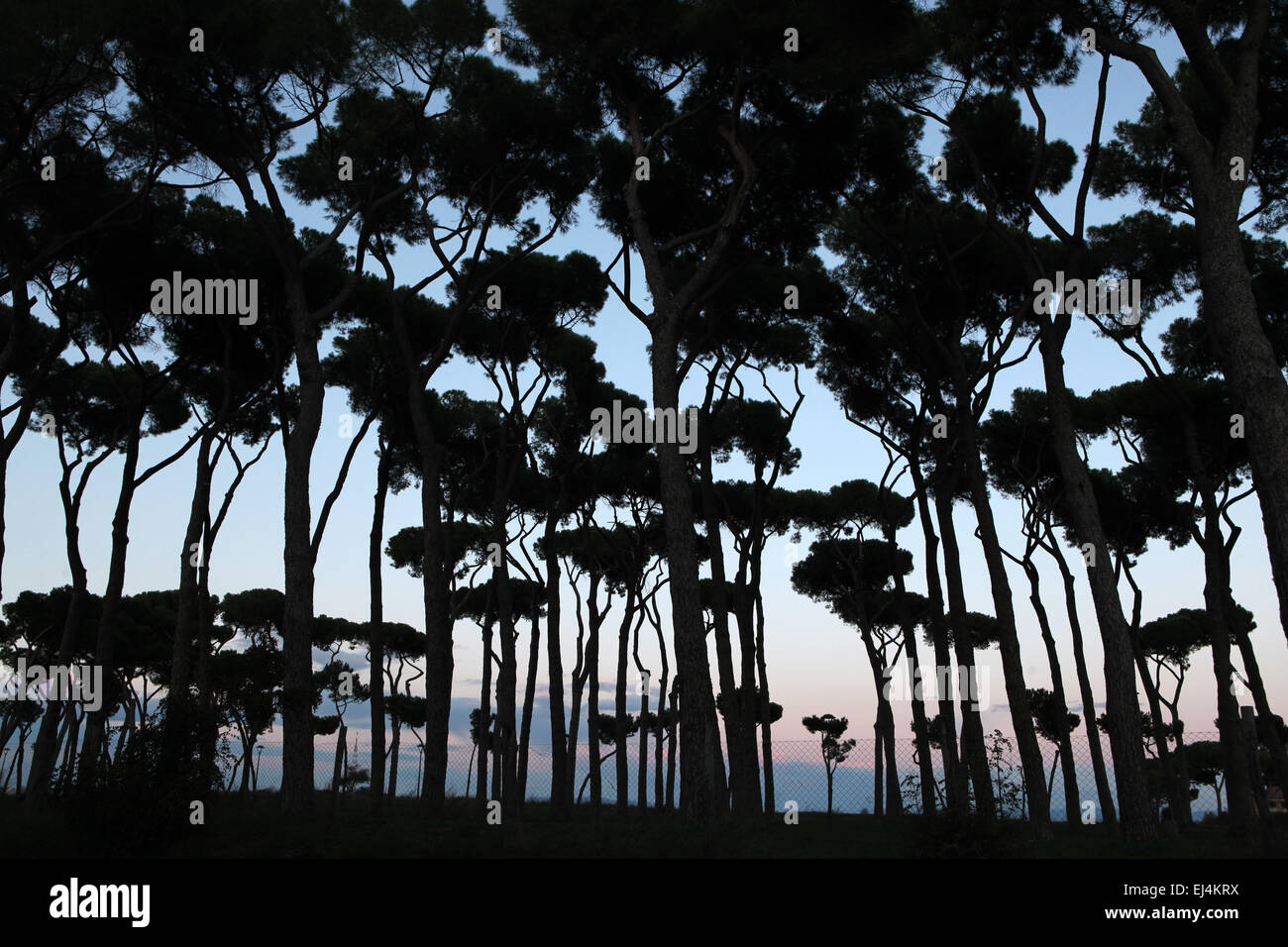 Pinus Pinea Pine Italy Stockfotos und -bilder Kaufen - Alamy