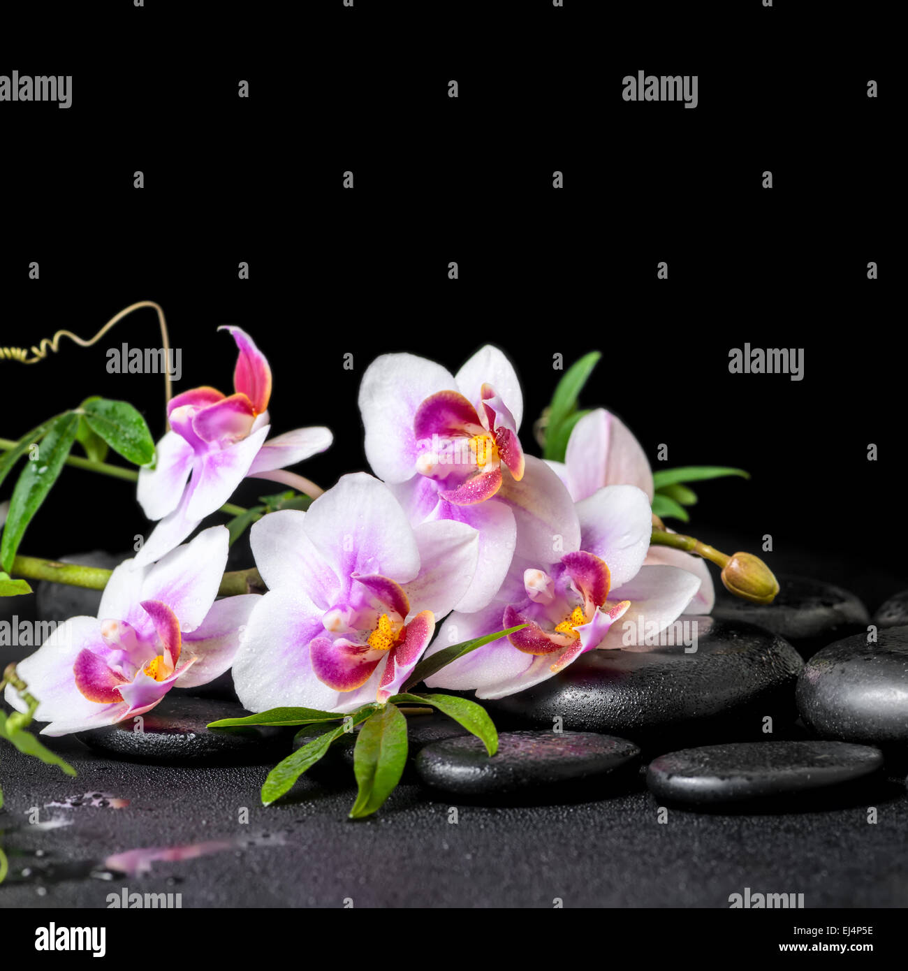 Lila blume mit grünen ranken -Fotos und -Bildmaterial in hoher ...