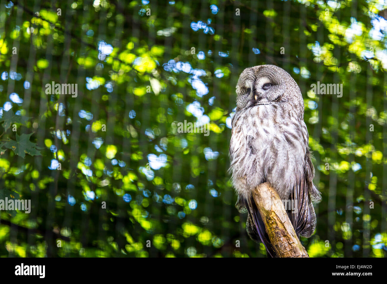 Die großen grau-Eule oder Lappland Eule, Strix nebulosa Stockfotografie ...