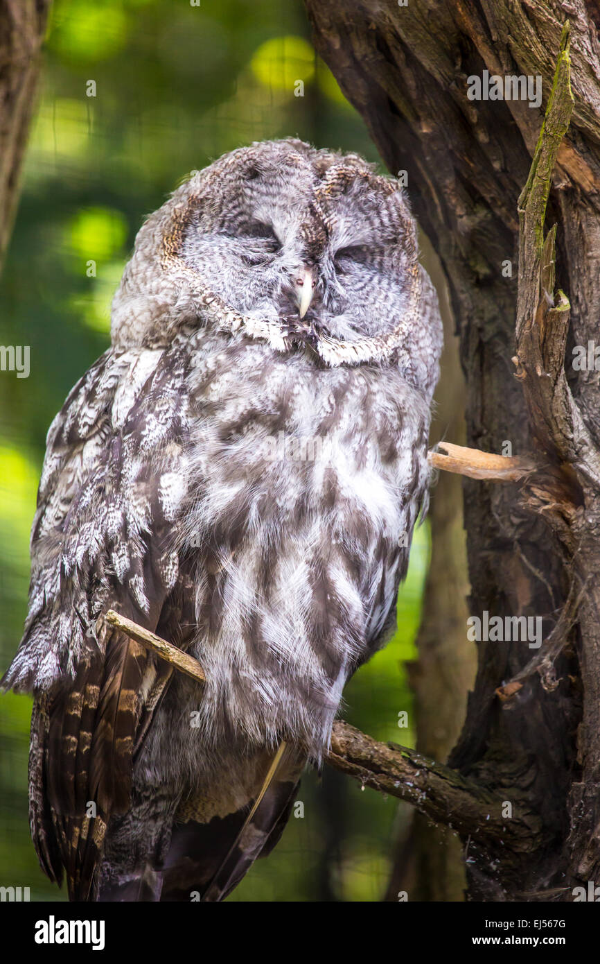 Die großen grau-Eule oder Lappland Eule, Strix nebulosa Stockfotografie ...