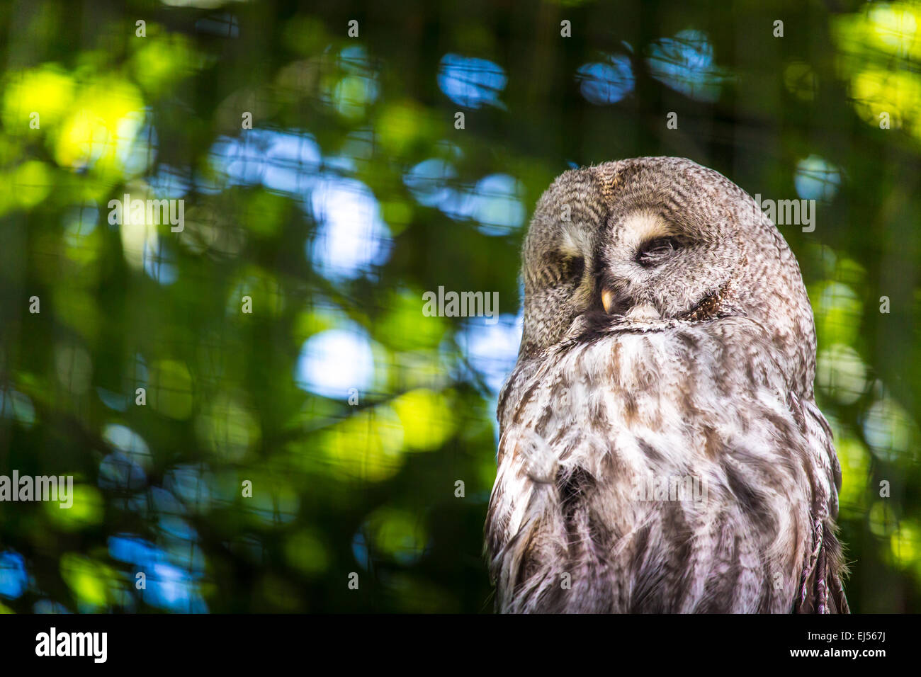 Die großen grau-Eule oder Lappland Eule, Strix nebulosa Stockfotografie ...