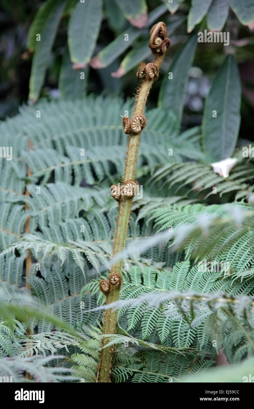 Cyathea mexicana -Fotos und -Bildmaterial in hoher Auflösung – Alamy