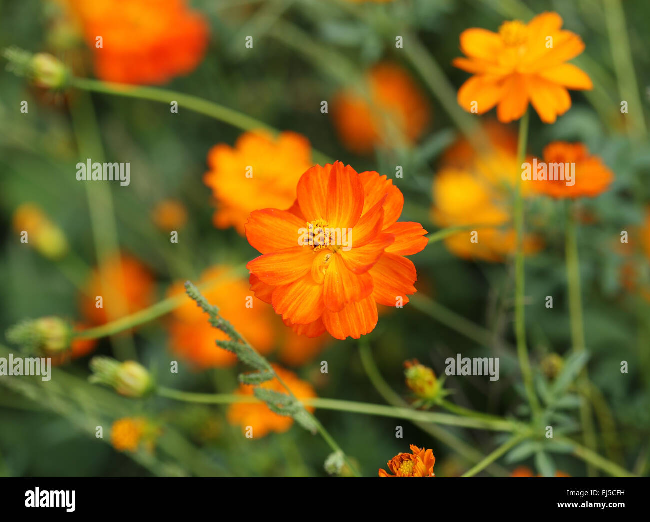 Orange kosmos blume -Fotos und -Bildmaterial in hoher Auflösung – Alamy