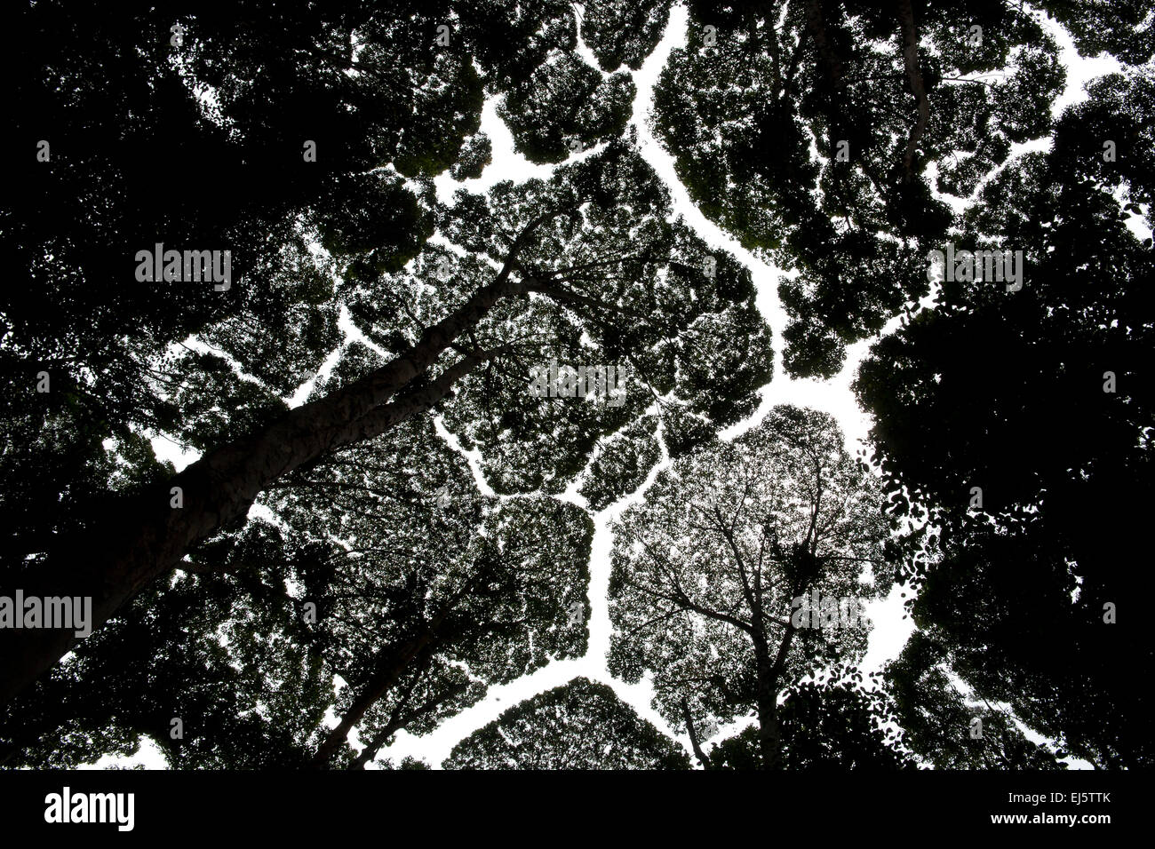 Kampfer-Baum Baldachin - Cinnamomum Camphora-Kampfer-Baum - Forest ...
