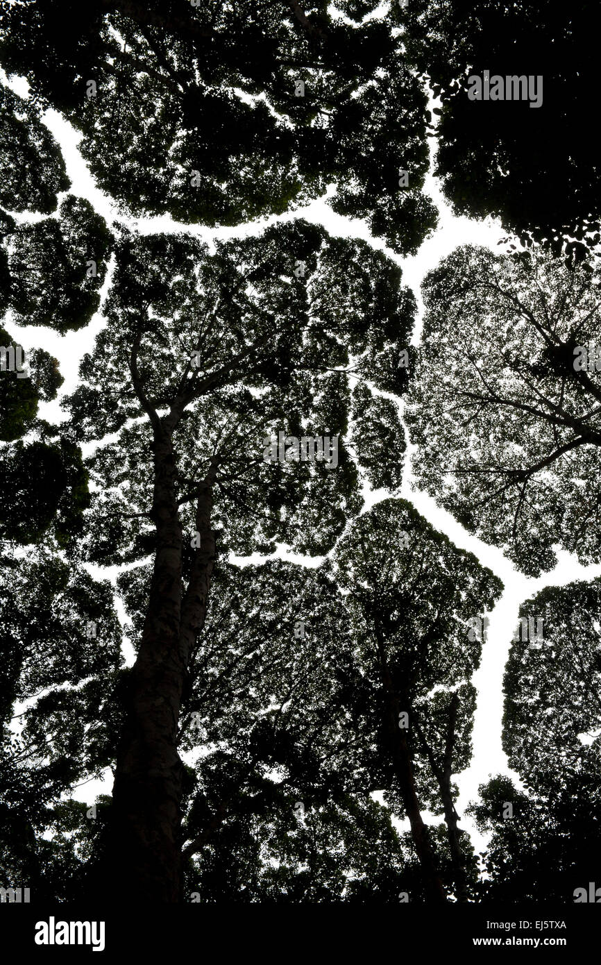 Kampfer-Baum Baldachin - Cinnamomum Camphora-Kampfer-Baum - Forest ...