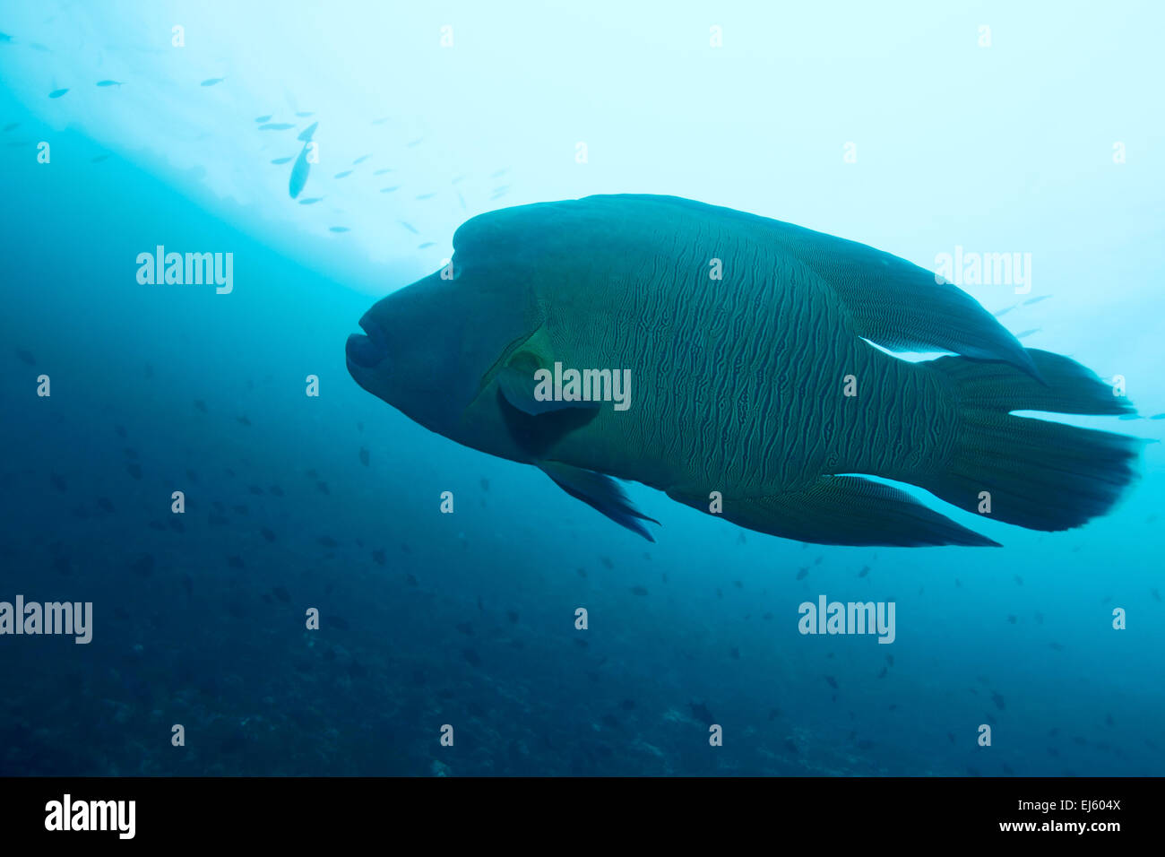 Napoleon fisch -Fotos und -Bildmaterial in hoher Auflösung – Alamy