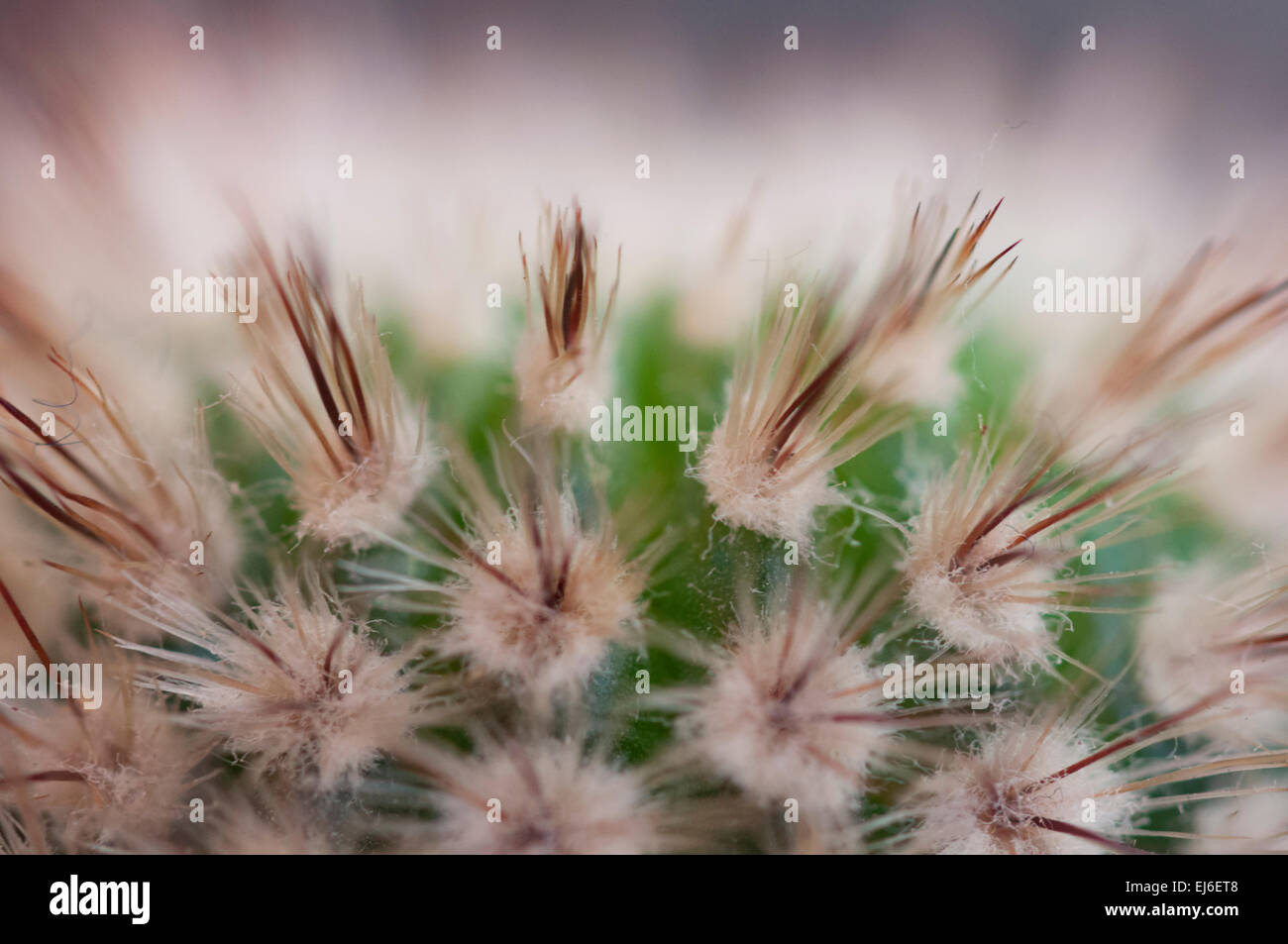 Cactus spines -Fotos und -Bildmaterial in hoher Auflösung – Alamy