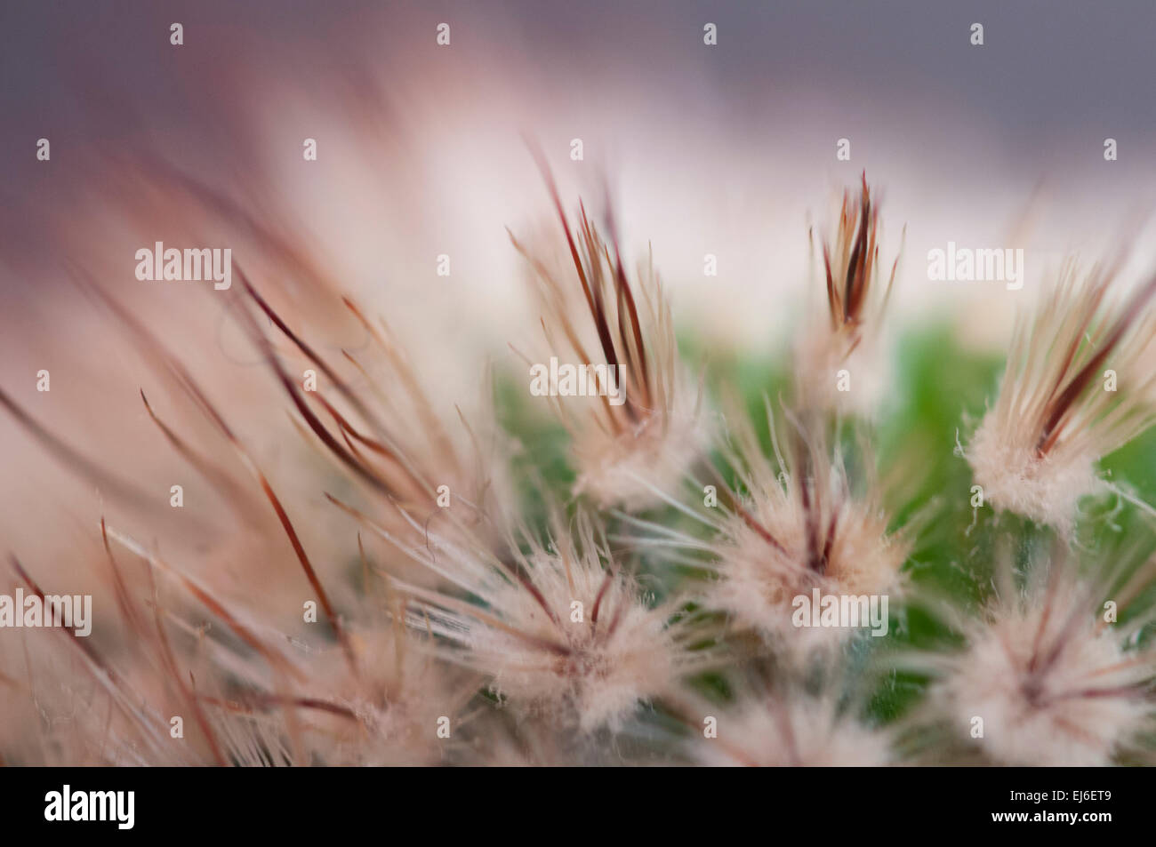 Cactus spines -Fotos und -Bildmaterial in hoher Auflösung – Alamy