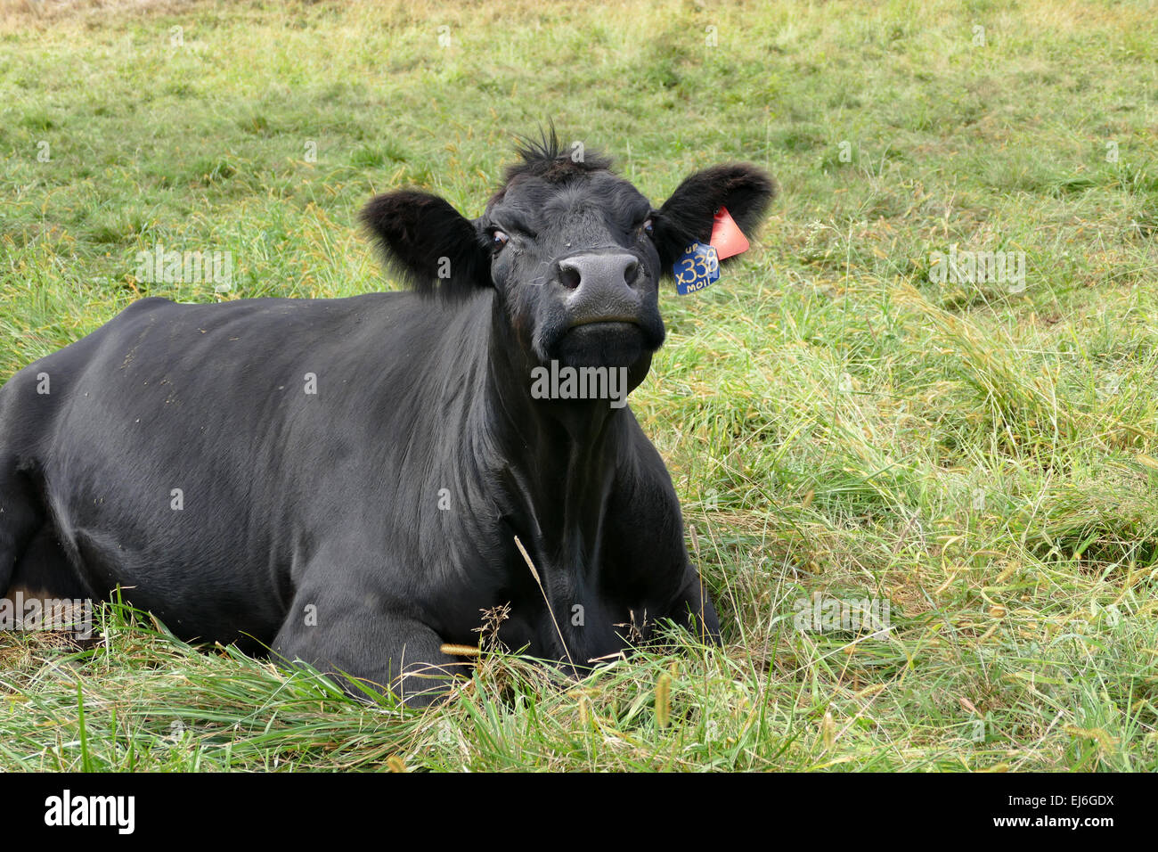 Simmental bull -Fotos und -Bildmaterial in hoher Auflösung - Seite 2 ...