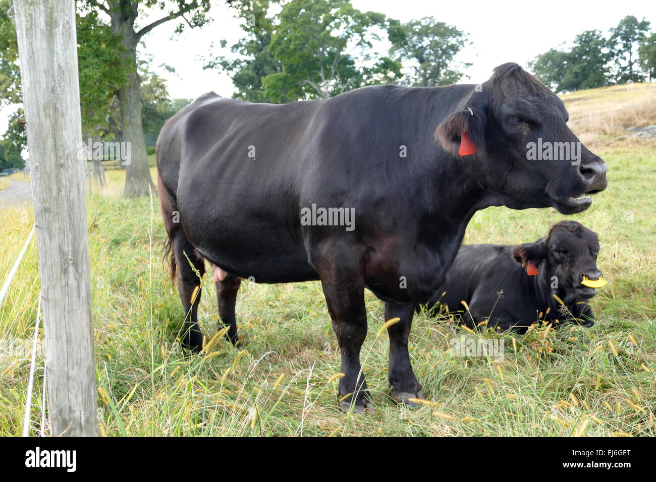Vieh simmental kuh kalb feld -Fotos und -Bildmaterial in hoher ...