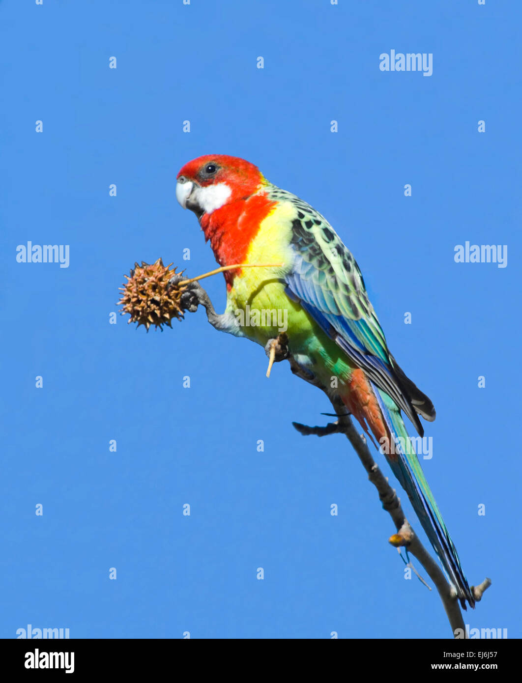 Östliche rosella Stockfotos und -bilder Kaufen - Alamy