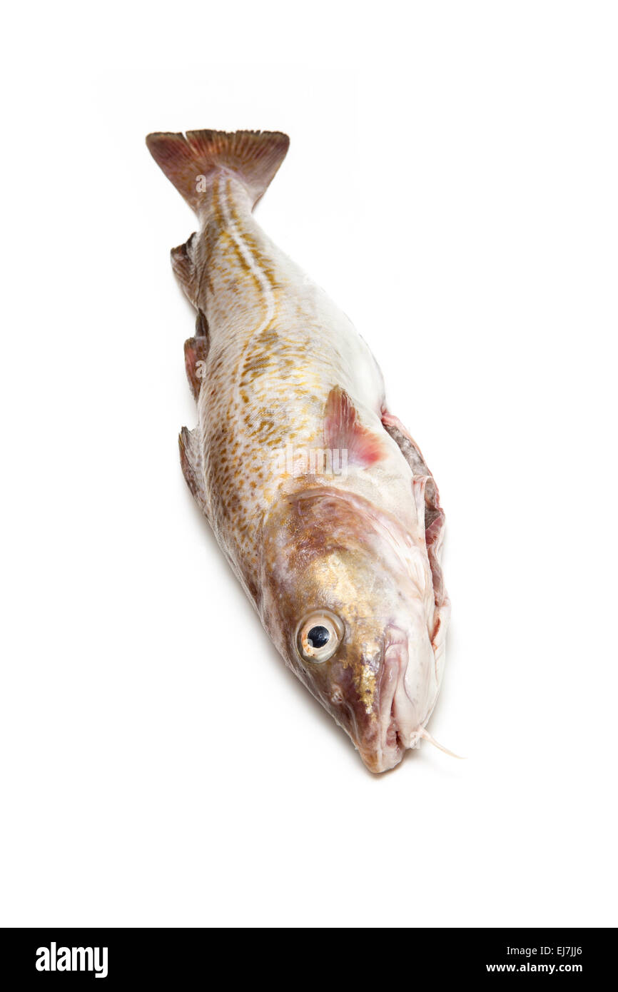Kabeljau fische -Fotos und -Bildmaterial in hoher Auflösung – Alamy