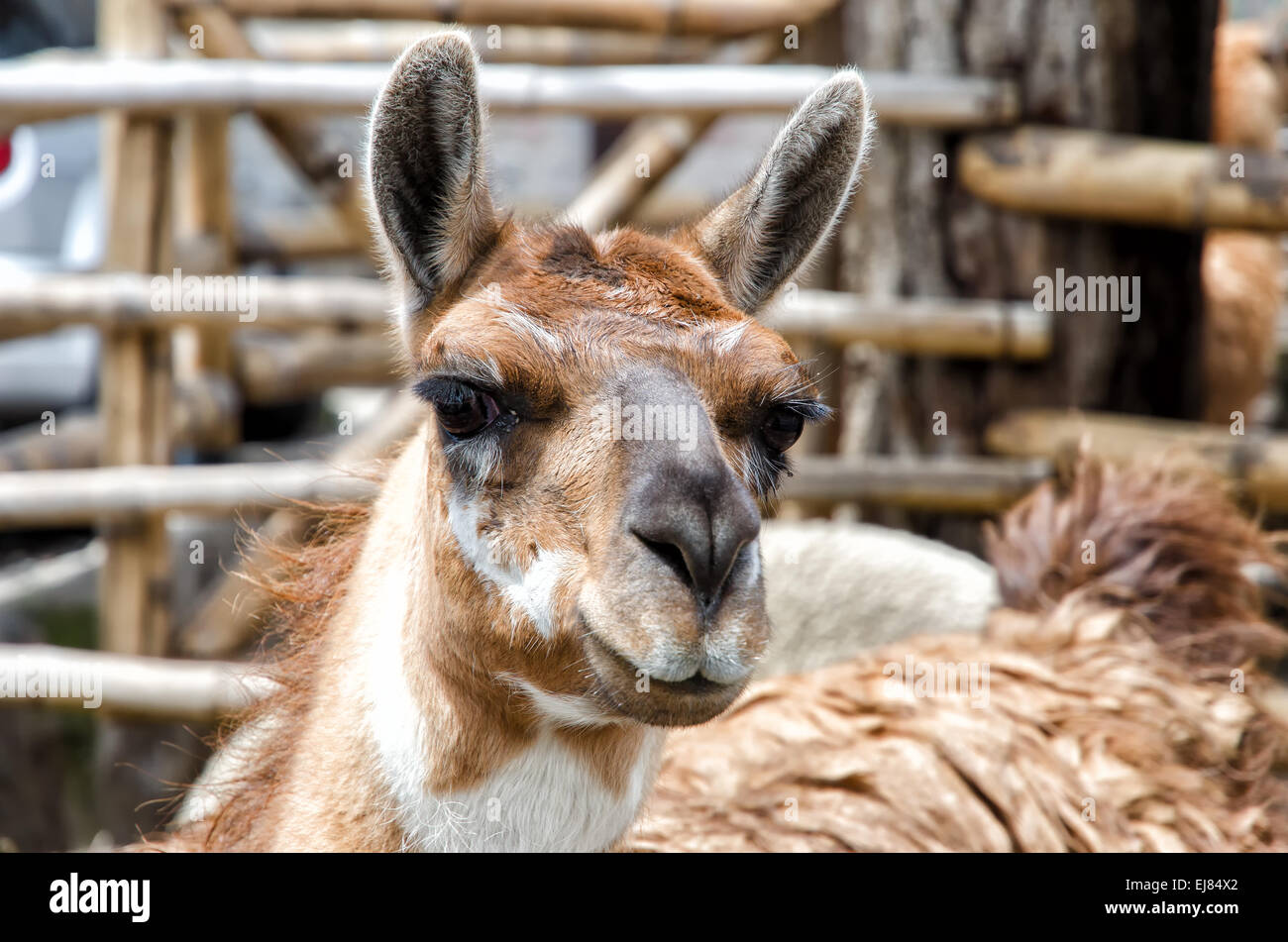 Spitting llama -Fotos und -Bildmaterial in hoher Auflösung – Alamy