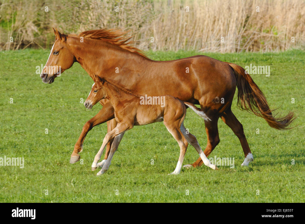Hengst im galopp auf der weide -Fotos und -Bildmaterial in hoher ...