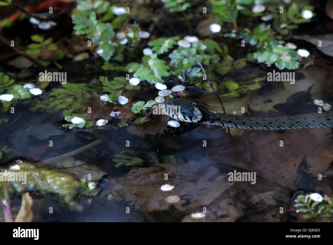 Ringelnatter, Natrix natrix Stockfotografie - Alamy