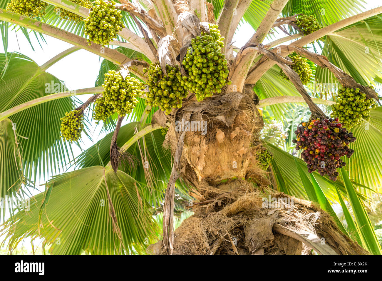 Dattel palme -Fotos und -Bildmaterial in hoher Auflösung – Alamy